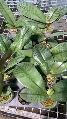 蝴蝶兰西雷丽交品2.8寸杯不带花剑