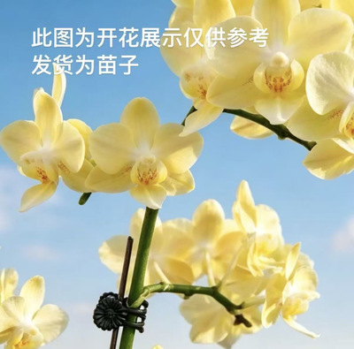 蝴蝶兰湾湾小香花3106宝宝苗1.7寸杯
