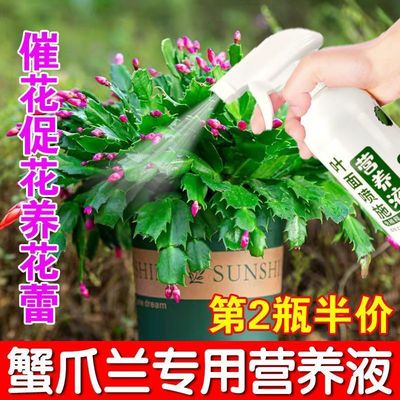 快速开花蟹爪兰专用肥营养液催花肥料免稀释拯救黄叶生根有机肥