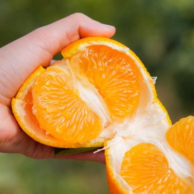 福建桔柚甜心特色水果 既有桔子鲜甜水嫩 又有柚子清幽香气