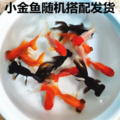极速金鱼红狮子头红龙睛鹤顶红黑龙睛淡水冷水观赏Y鱼活鱼小金鱼