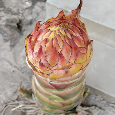 地涌金莲带花苞盆栽 易养新手友好 开花期长 真花绿植 室内客厅花