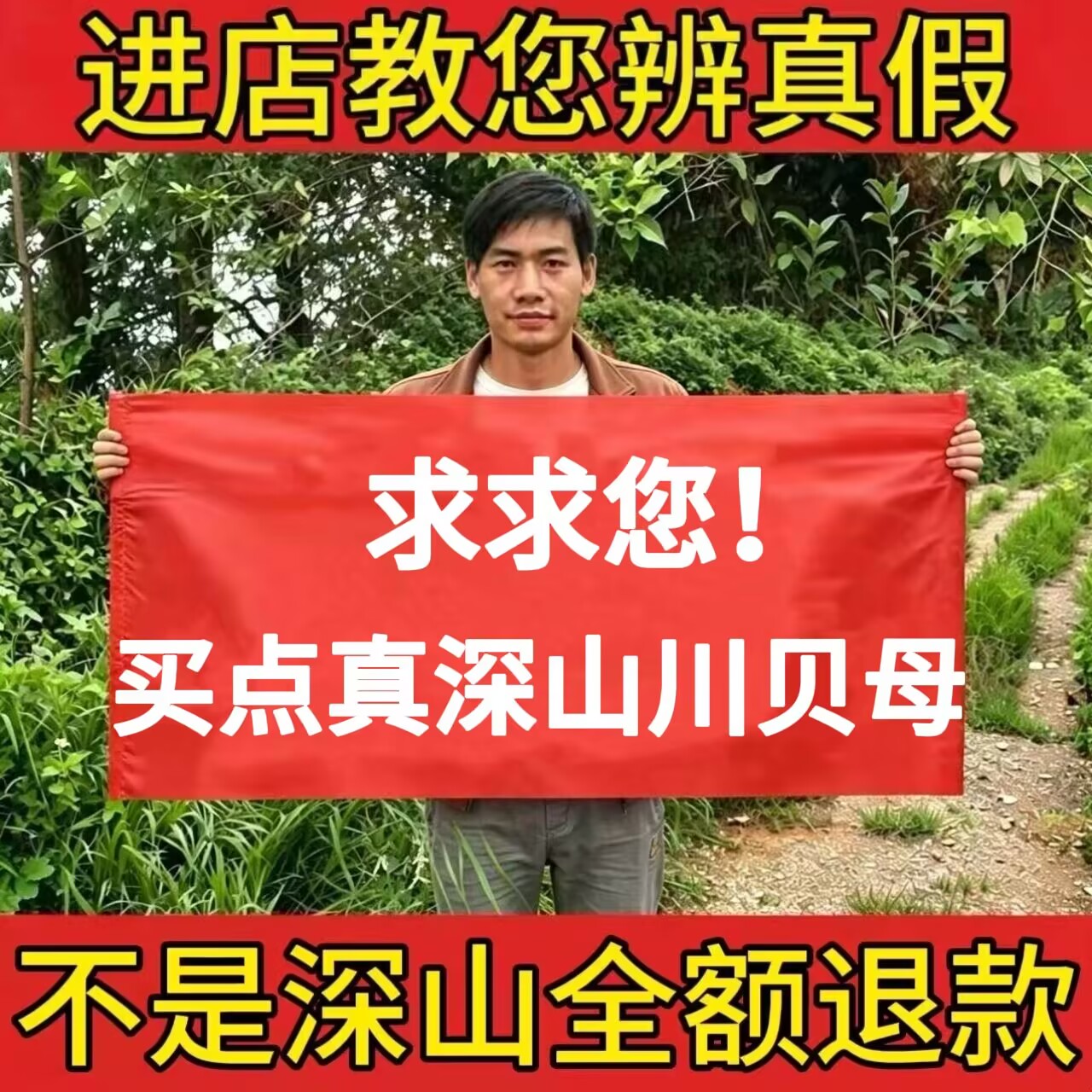 野生川贝母250g中药材正品天然四川川贝母怀中抱月煲煮汤清润止咳