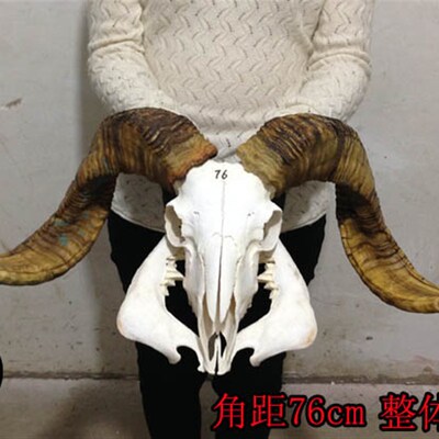 好货天然羊头骨标本艺术装饰 真羊头家居摆件壁挂式牦牛头骨工艺