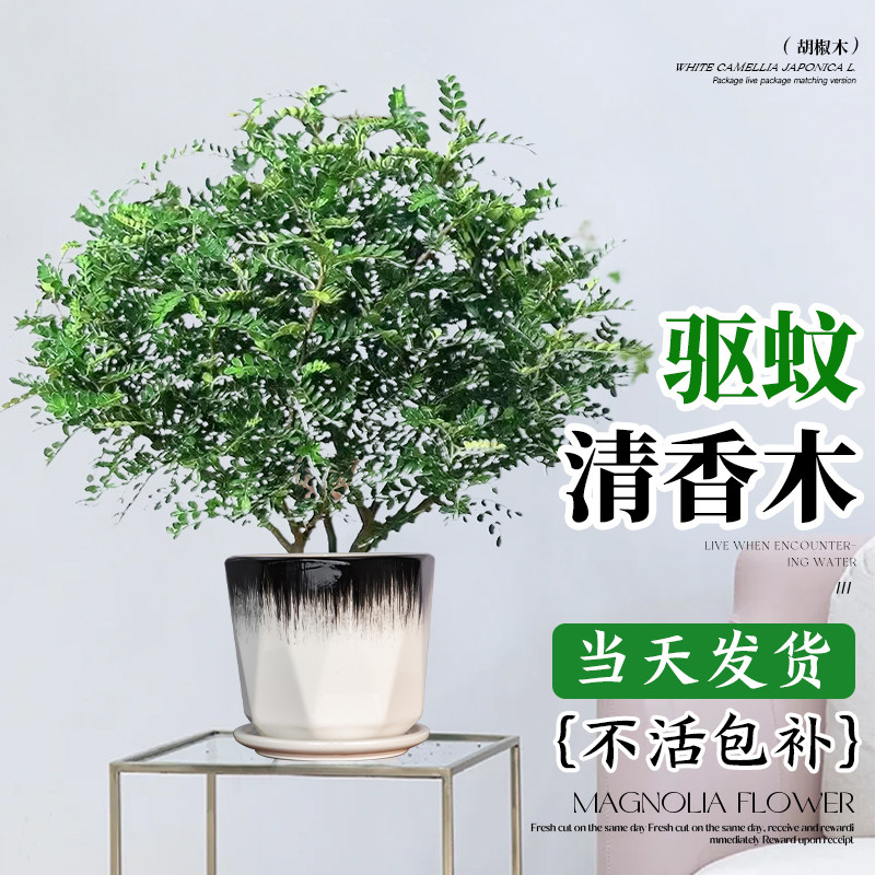 好货正宗清香胡椒木盆栽花卉植物办公室内桌面绿植驱蚊草盆景四季