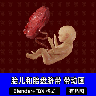 3dmax blender写实胎儿脐带胎盘动画文件c4d胎儿浮动动画FBX maya
