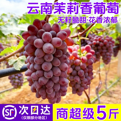【N21°】云南茉莉香葡萄无籽红提子新鲜水果顺丰包邮