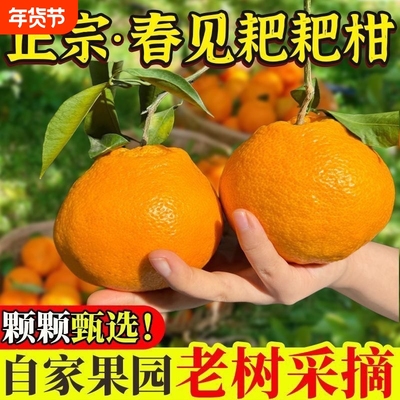 正宗春见耙耙柑新鲜粑粑柑应当季甜蜜多汁水果10斤装非不丑之火橘