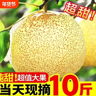 新鲜梨子砀山应季包邮