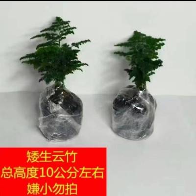 极速唐山矮生云竹文竹云松竹假y山盆景办公室内桌面小盆栽好养绿