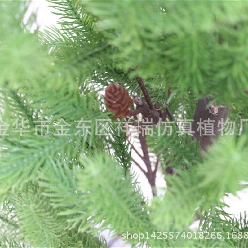 速发亚洲植物秦岭冷杉叶云杉水杉塔形岷江杉0.5米兴安落叶松