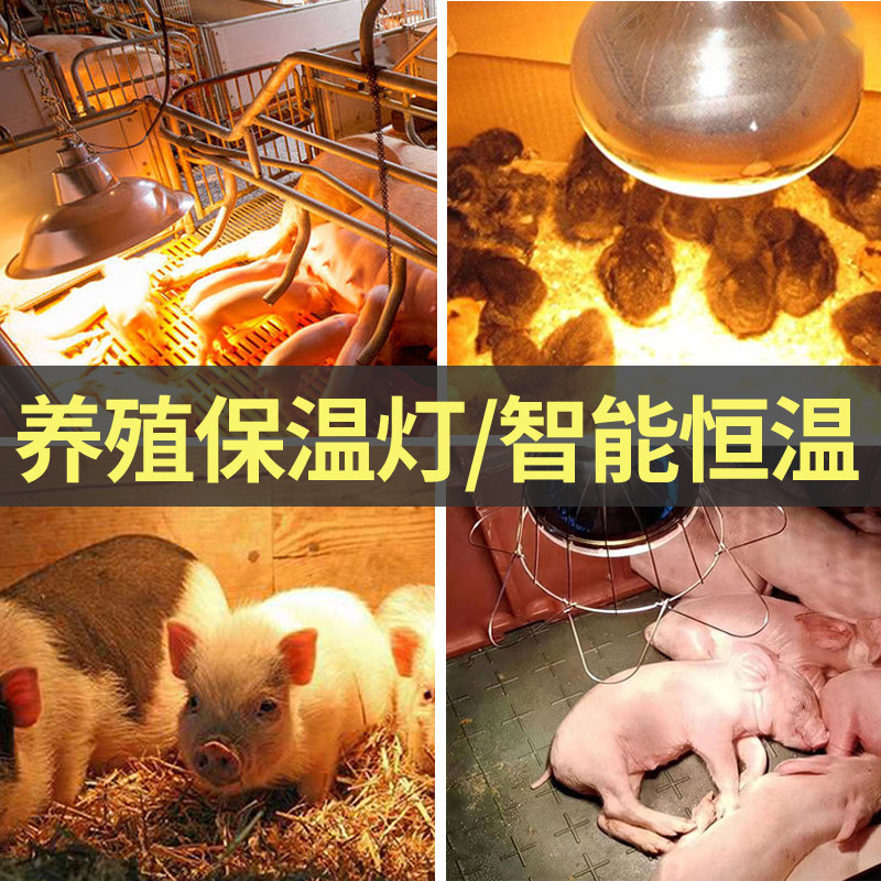 新品保温灯养殖取暖灯泡宠物小太阳养殖场专用小T仔猪用保温烤灯