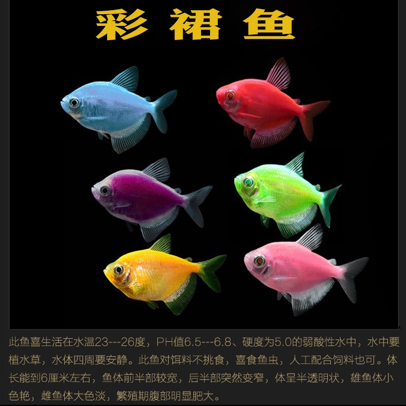 极速红绿灯胎生孔雀天使鱼彩裙小型灯科鱼活体热带观X赏鱼淡水鱼