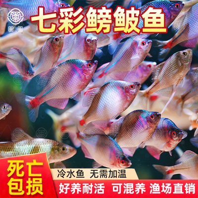 鳑鲏鱼活体淡水好养除藻群游