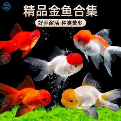 梦洛宠物精品冷水观赏鱼