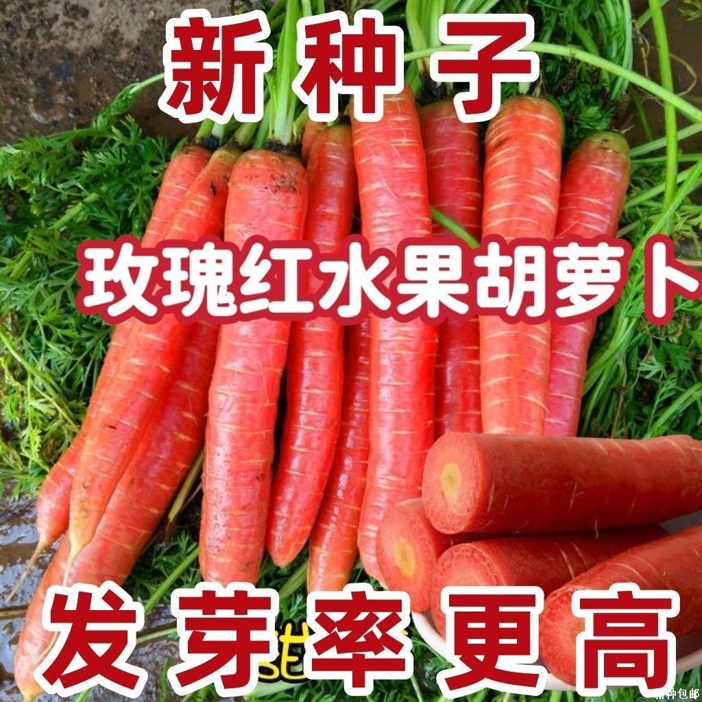 正品水果胡萝卜种子生吃甜脆红胡萝卜新种子红皮红肉高产蔬菜种子