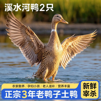 农家散养鸭子整只新鲜现杀