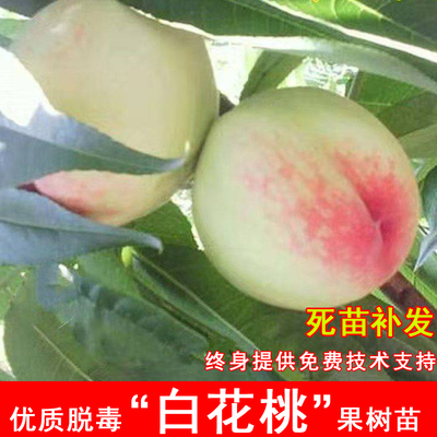 嫁接白花桃树苗六月早熟水