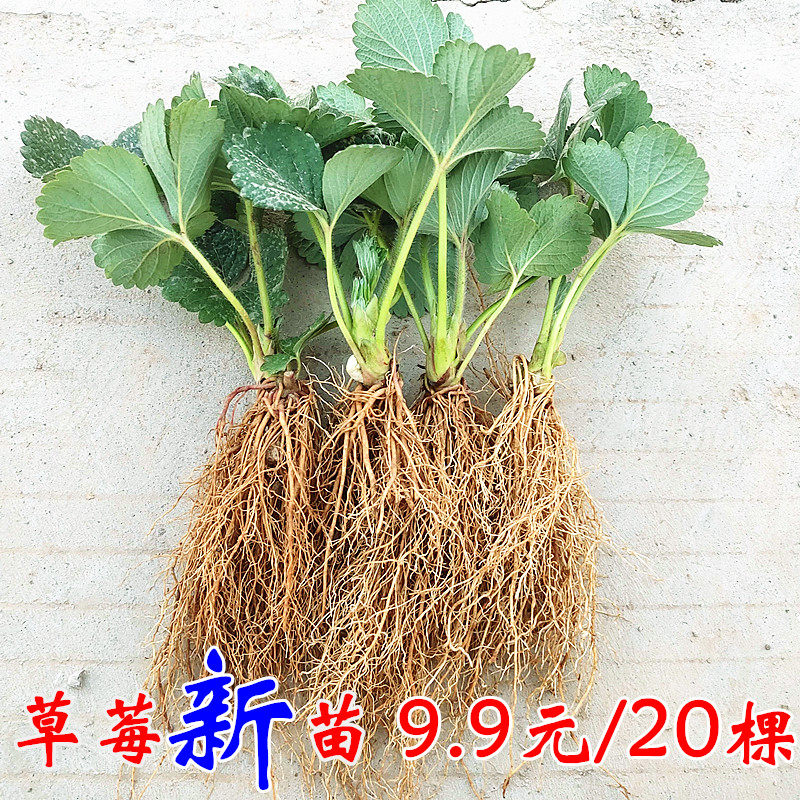 草莓苗秧盆栽四季结果冬季丹东红颜奶油玄玉大新草莓秧苗南方