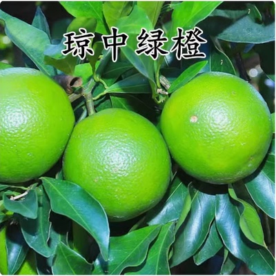 正宗海南琼中绿橙树苗子冰