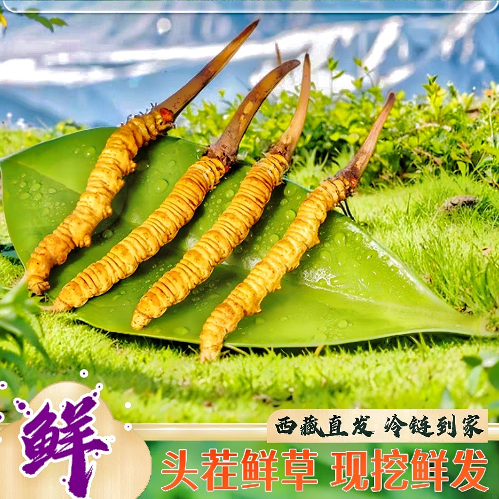 2026头茬鲜虫草西藏虫草新鲜冬虫夏草西藏产地直发鲜草正品滋补品