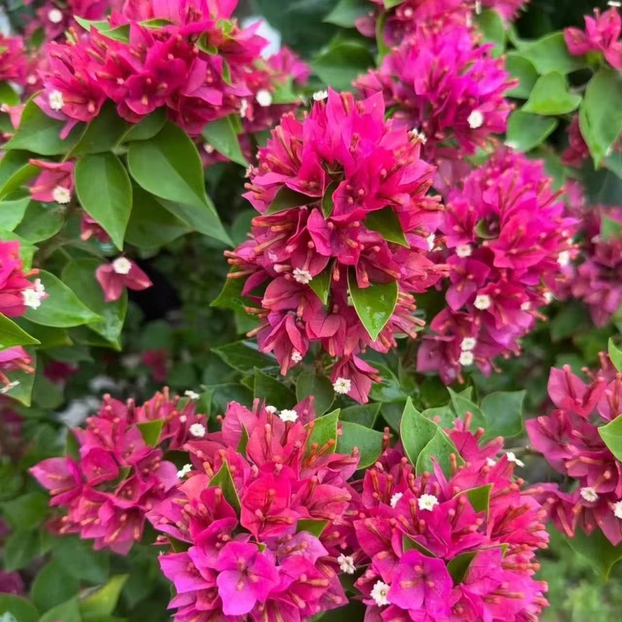 塔系三角梅盆栽粉色紫色四季开花绿植室内阳台庭院花卉勤花好养