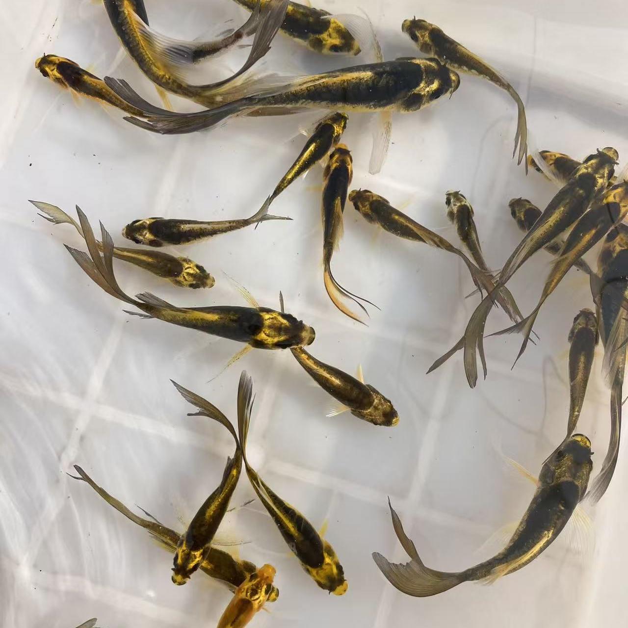 德系玛雅蝴蝶鲤鱼苗鱼寒场直发尾淡水PBH鱼自易来水好养活耐长短
