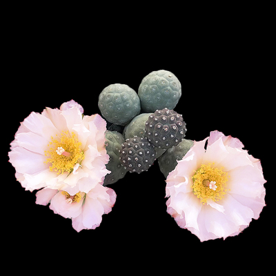 习志野稀有开花仙人球仙人掌恐龙蛋一物一拍团扇属美花丽花