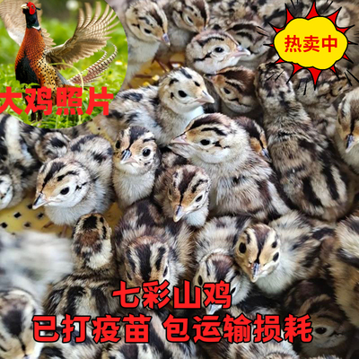 七彩山鸡幼鸡纯种七彩山鸡出壳苗幼苗土鸡出壳鸡小山鸡苗宠物