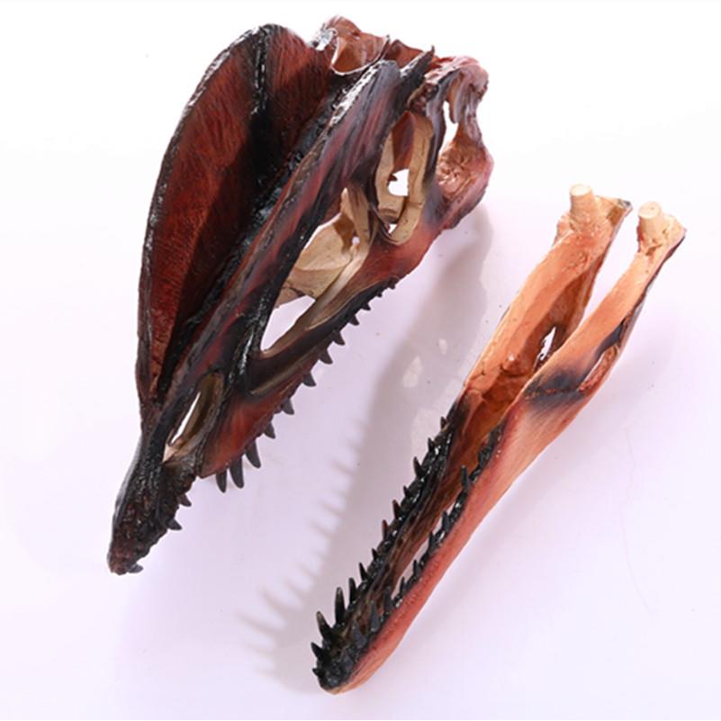树脂工艺品动物园展览模型儿童科普教学模具双冠龙恐龙动物头骨