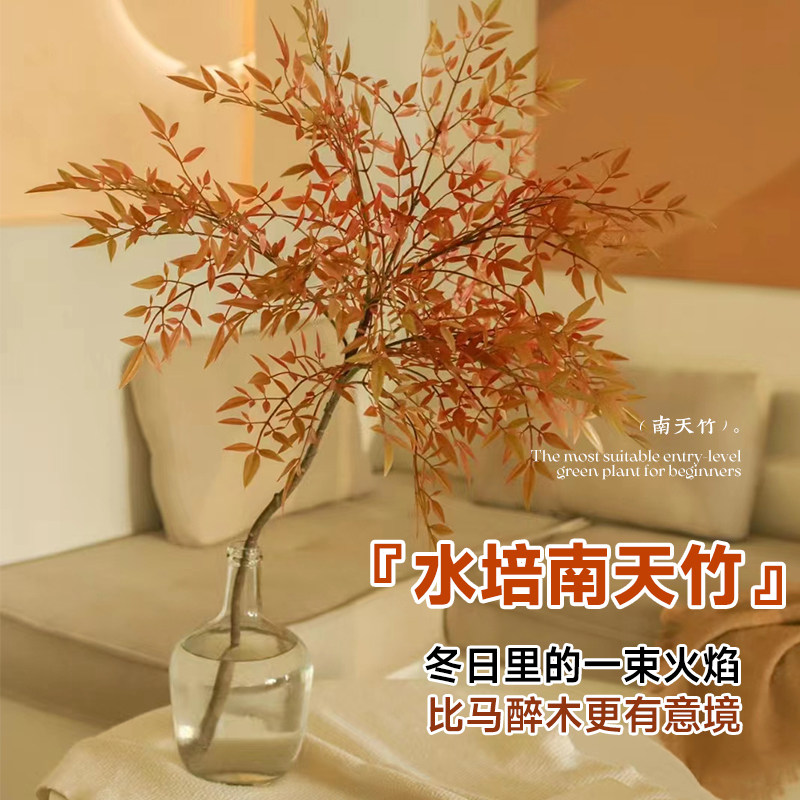 好货水培南天竹水养鲜切枝真绿植物花瓶盆栽鲜花束马醉木吊钟室内