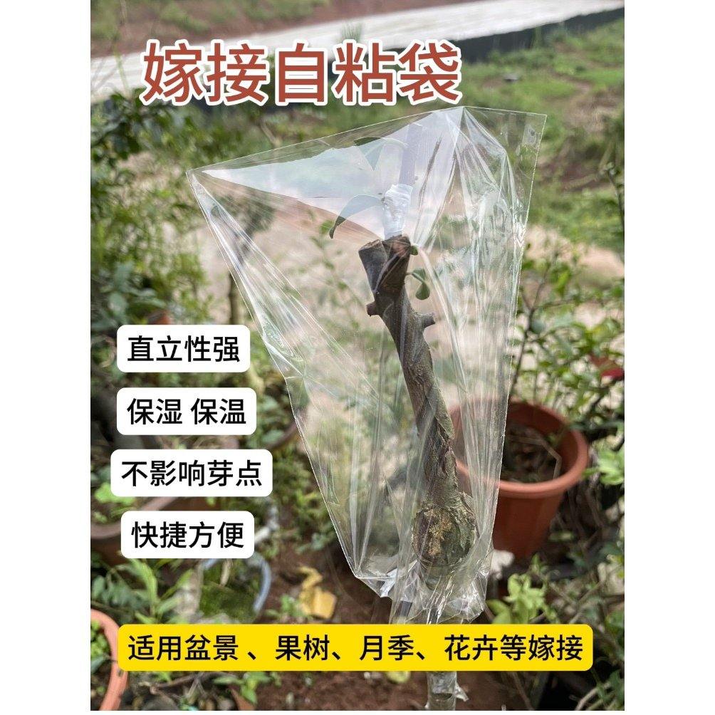 OPP袋不干胶自粘袋园艺果树嫁接套袋实用方便保温粘性适用平整