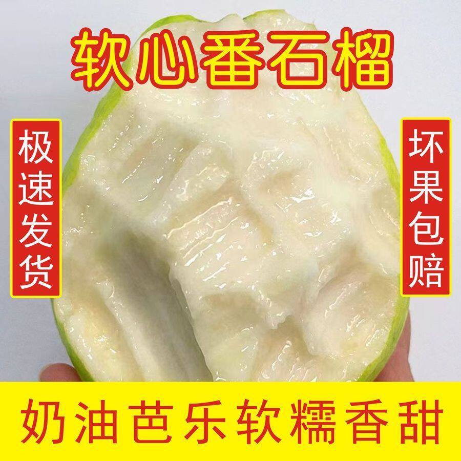 广东果园番石榴芭乐新鲜水果番桃现摘白心当季脆甜爽口时令包邮N
