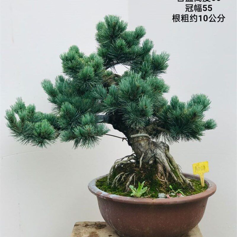 五针松盆景造型大阪q松微型实物老树桩精品植物室内罗汉松