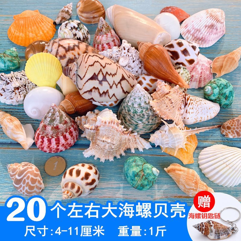 鱼缸天然贝壳海螺海星创意造景珊瑚卷贝鱼水族箱寄居蟹装饰品套餐