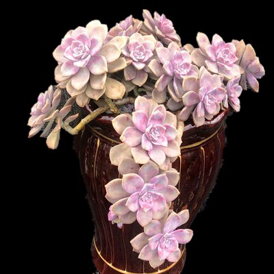 茗居园艺 紫乐老桩 多肉老桩悬崖群生 多头超大植物精品大小老桩