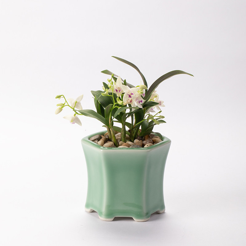 静艺花舍 e香水石斛兰盆栽室内桌面花卉植物有淡香带花苞迷你绿植