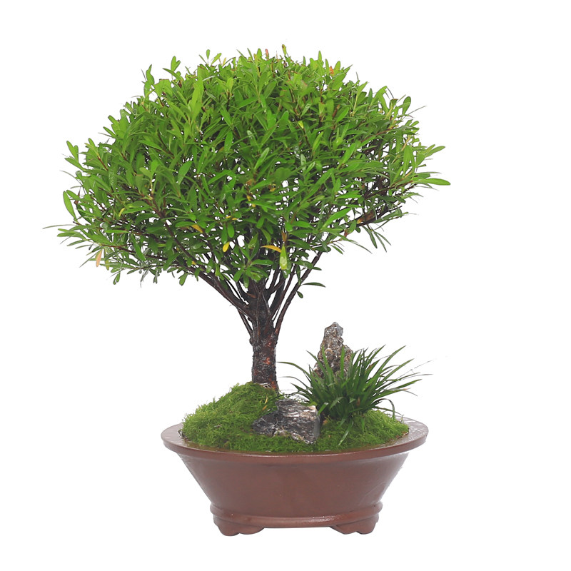 小叶赤楠盆景精j品蘑菇头造型提根老桩小盆栽室内观叶植物四季好