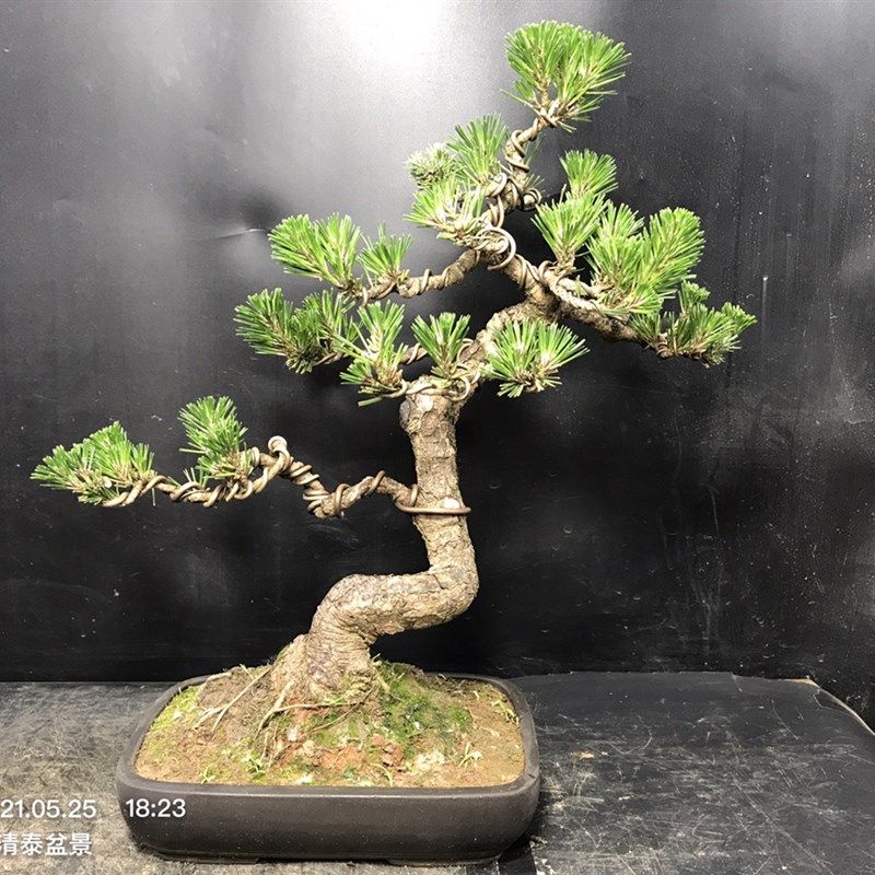一图一拍老盆短针暴皮黑松t盆景阳台庭院客厅造型盆栽老桩迎客松