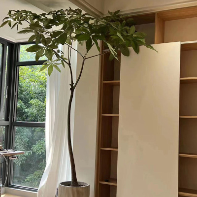 原生髪财树盆f栽造型大型绿植办公室内客厅净化空气观叶花卉植物
