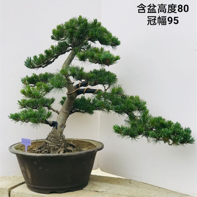 五针松盆景造型大l阪松微型实物老树桩精品植物室内罗汉松