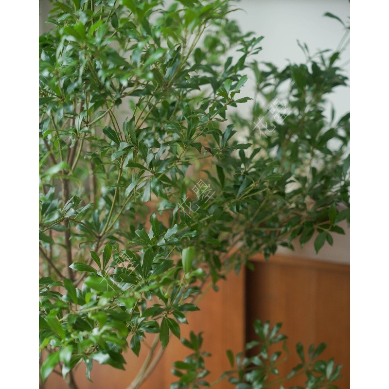 花曌 超大枝1.5米马醉木鲜切枝植E物水养真花真植物家居落地插花
