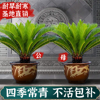 铁树盆栽树苗公母一对特大号门口大型绿植苏铁小树苗盆景老桩地栽