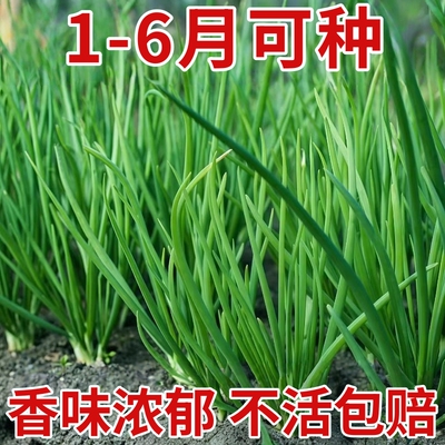 四季小葱种子小葱籽种子分葱种苗蔬菜种子盆栽葱种籽小香葱葱种头
