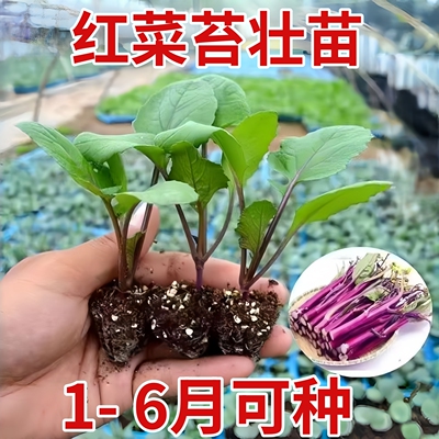 耐寒红菜苔苗湖北洪山早熟红油菜台秧苗十月红秋冬蔬菜苗阳台庭院