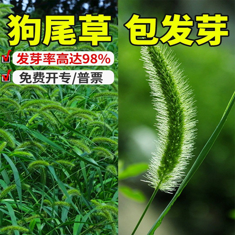狗尾巴草种子孑芮草种籽草坪草种耐旱绿化观赏草籽护坡固土牧草籽