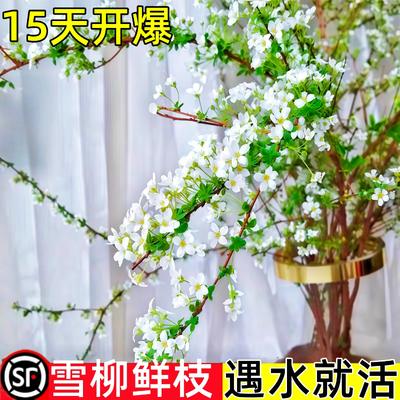 水培雪柳鲜枝干枝支盆栽喷雪插花卉水培植物室内好养绿植枯木逢春