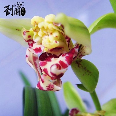 刘阁兰花苗 f精品建兰四季兰奇草 梨山狮王 夏带花苞出售花卉盆栽