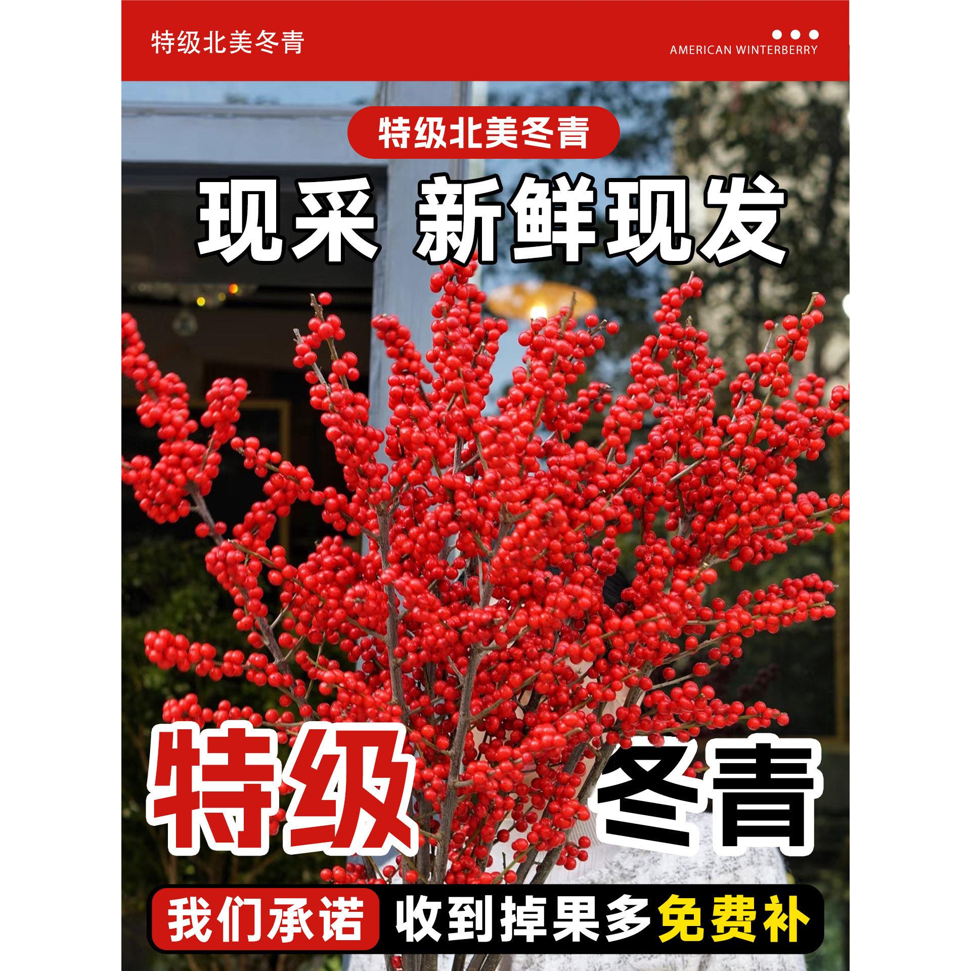 特级冬青室水北美枝冬青红果培鲜花新年盆栽内鲜切银柳真花鲜年宵