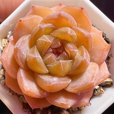 暗香 稀有暗橘色糖心多肉植物 主图母本定向繁殖包品种. 一物一拍